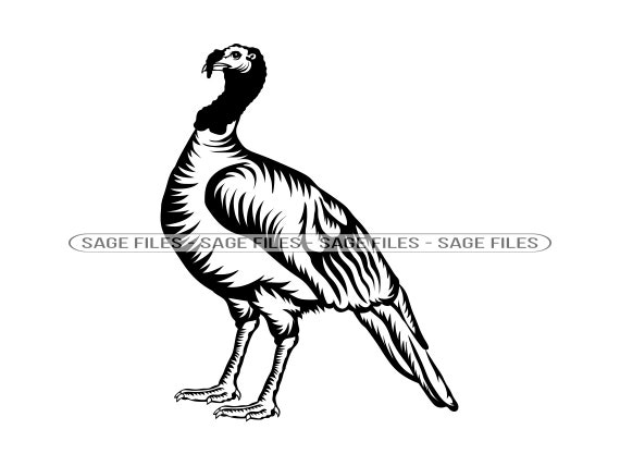 Wild Turkeys Clipart