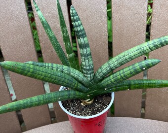 Starfish Plant, Sansevieria Plant - Etsy