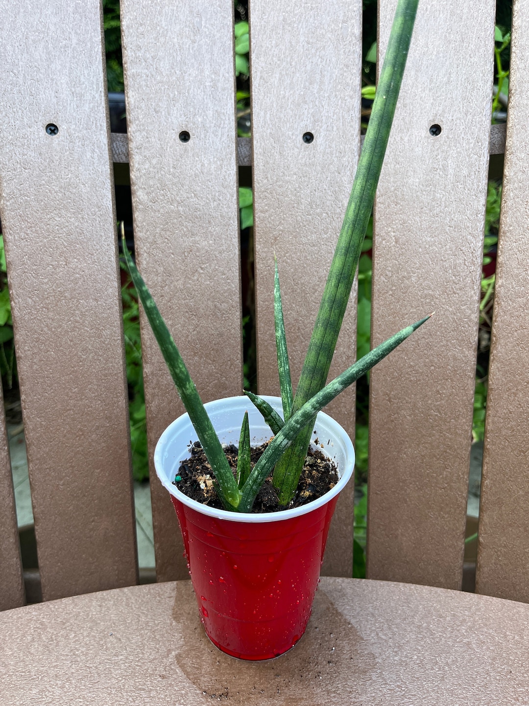 Sansevieria Cylindrical dragon Fingers - Etsy