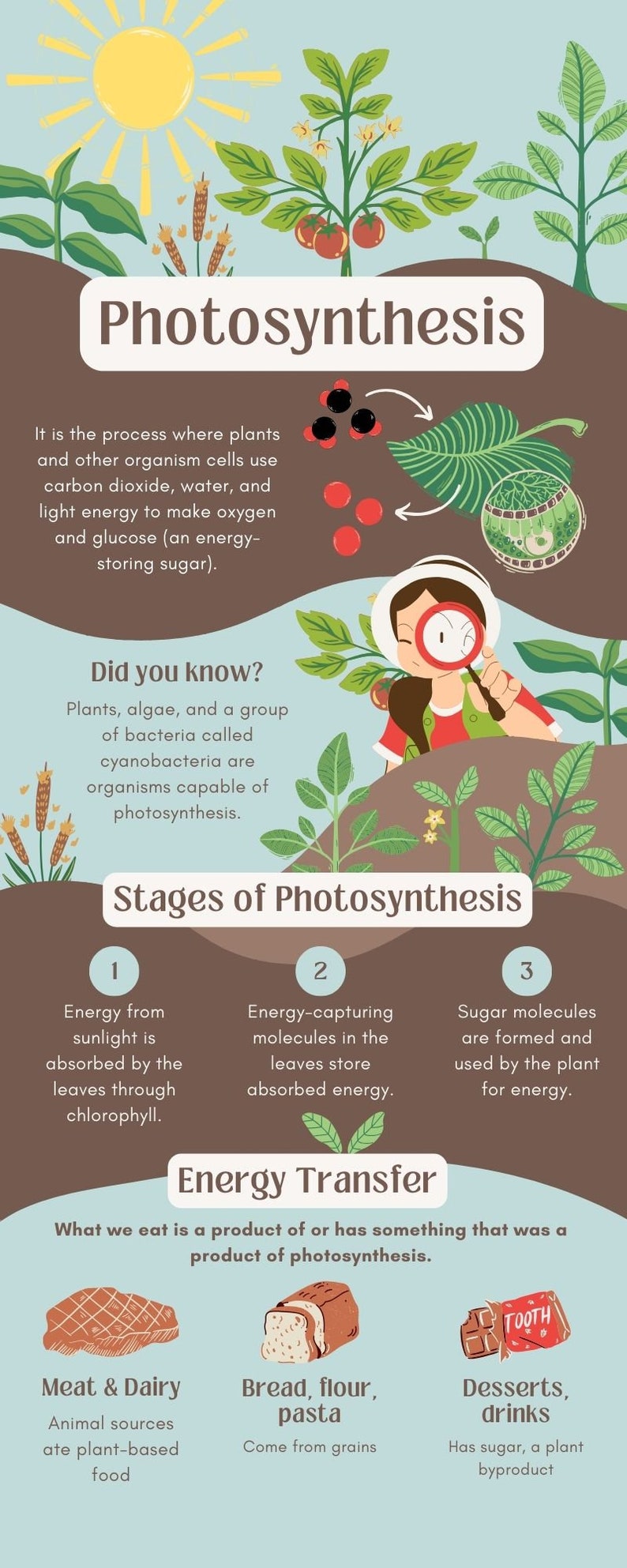 Photosynthesis, Info-graph, Science, School, College - Etsy