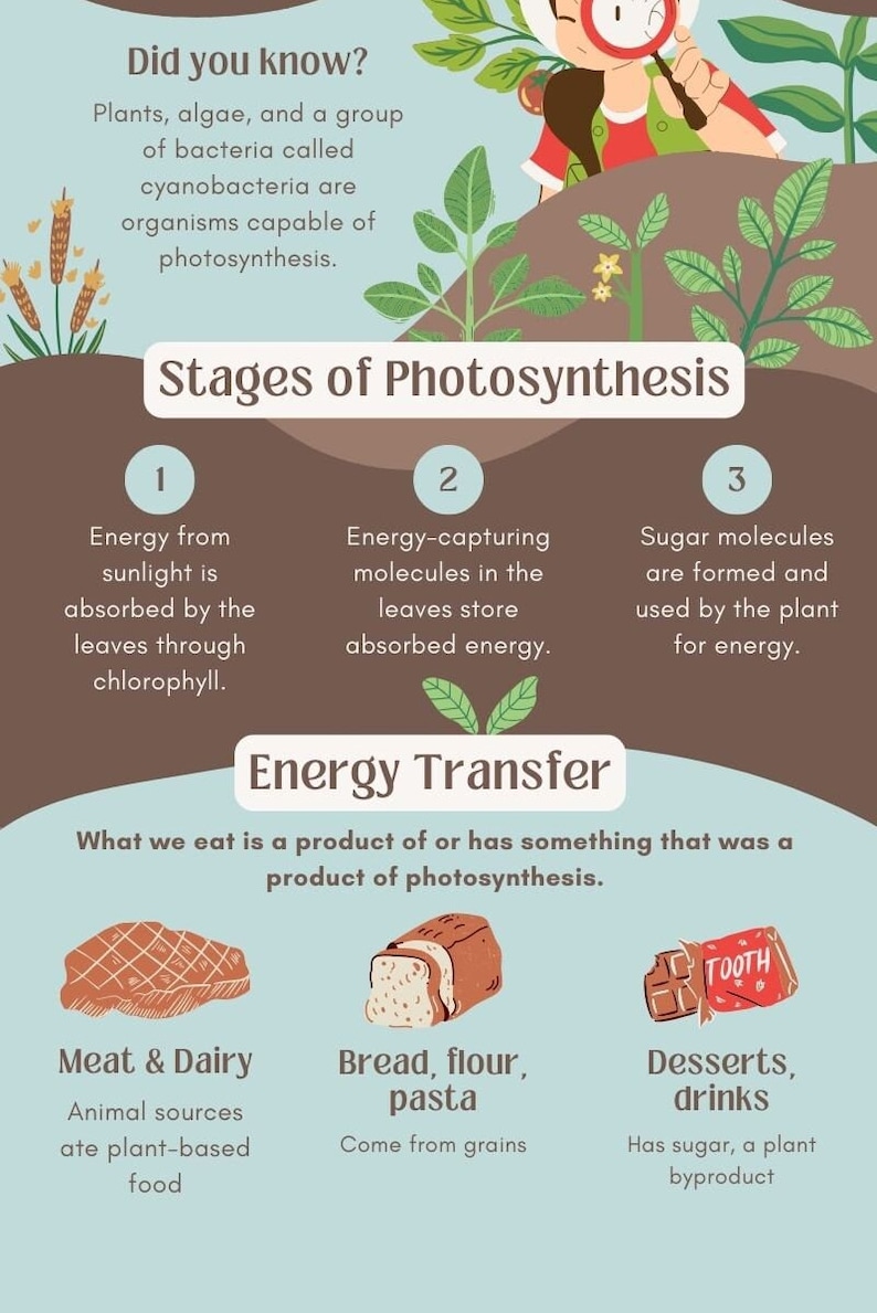 Photosynthesis, Info-graph, Science, School, College - Etsy