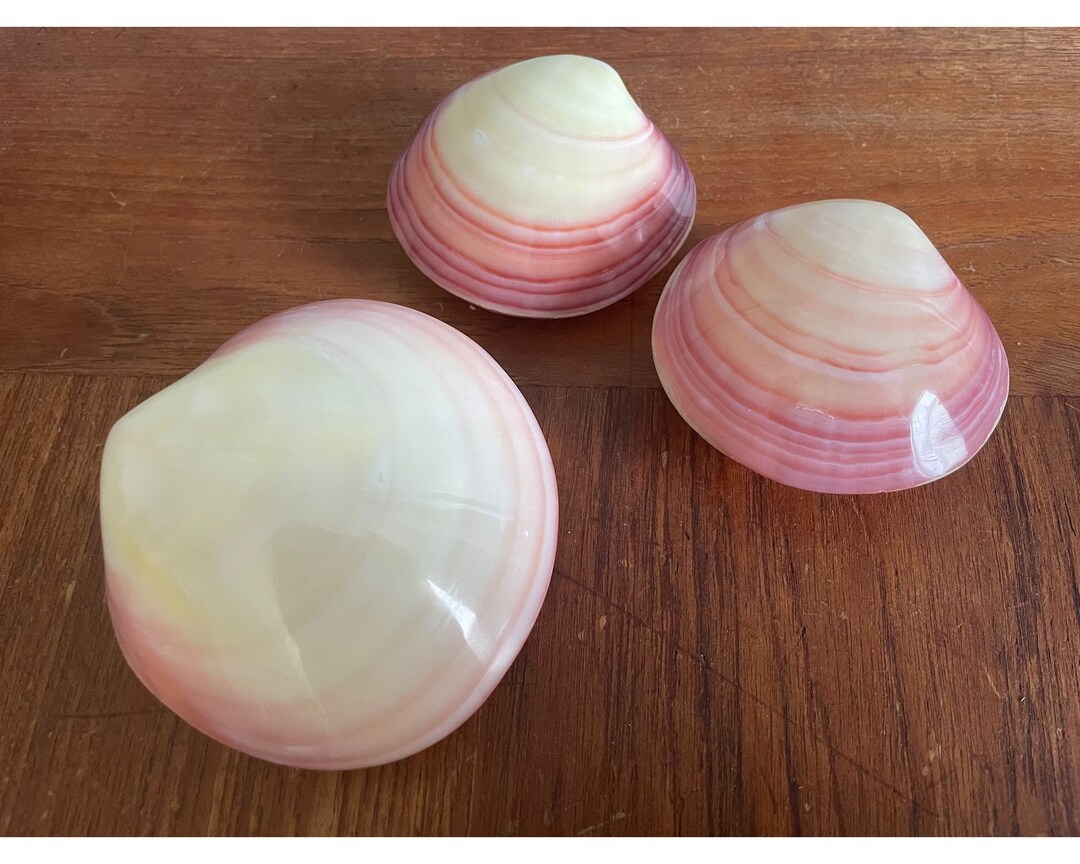 Three Tiger Clam Shells for Crafts or Decor, Nautical Beach Theme, Rose ...