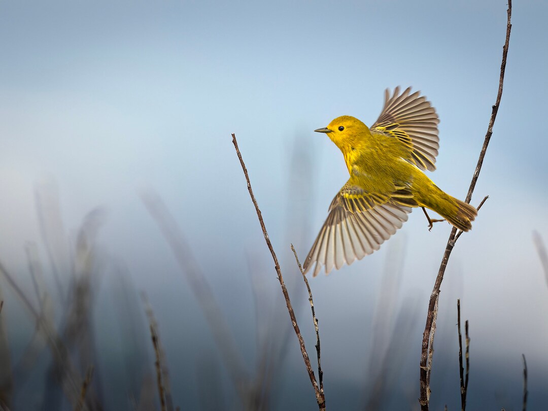Yellow Warbler in Flight: Alaska Wildlife Print. Canvas Print, Metal ...