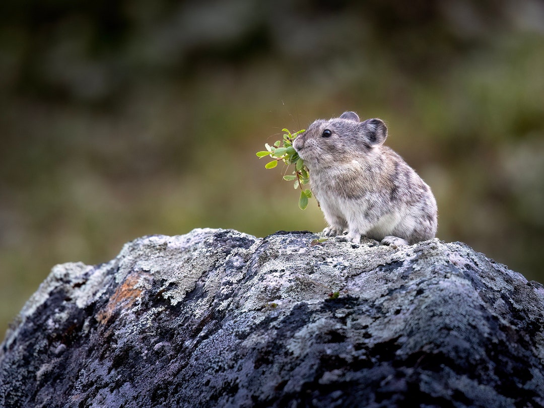 COLLARED PIKA Wildlife Print on Metal, Canvas, or Glossy Paper. Home ...