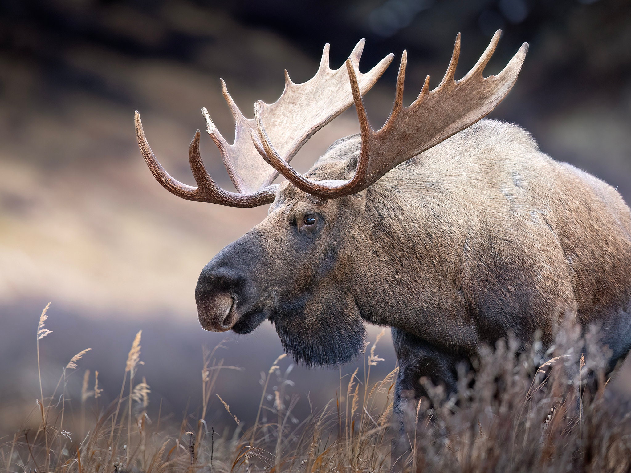 ALASKA BULL MOOSE Wildlife Print on Canvas, Metal, Glossy Paper. Home ...
