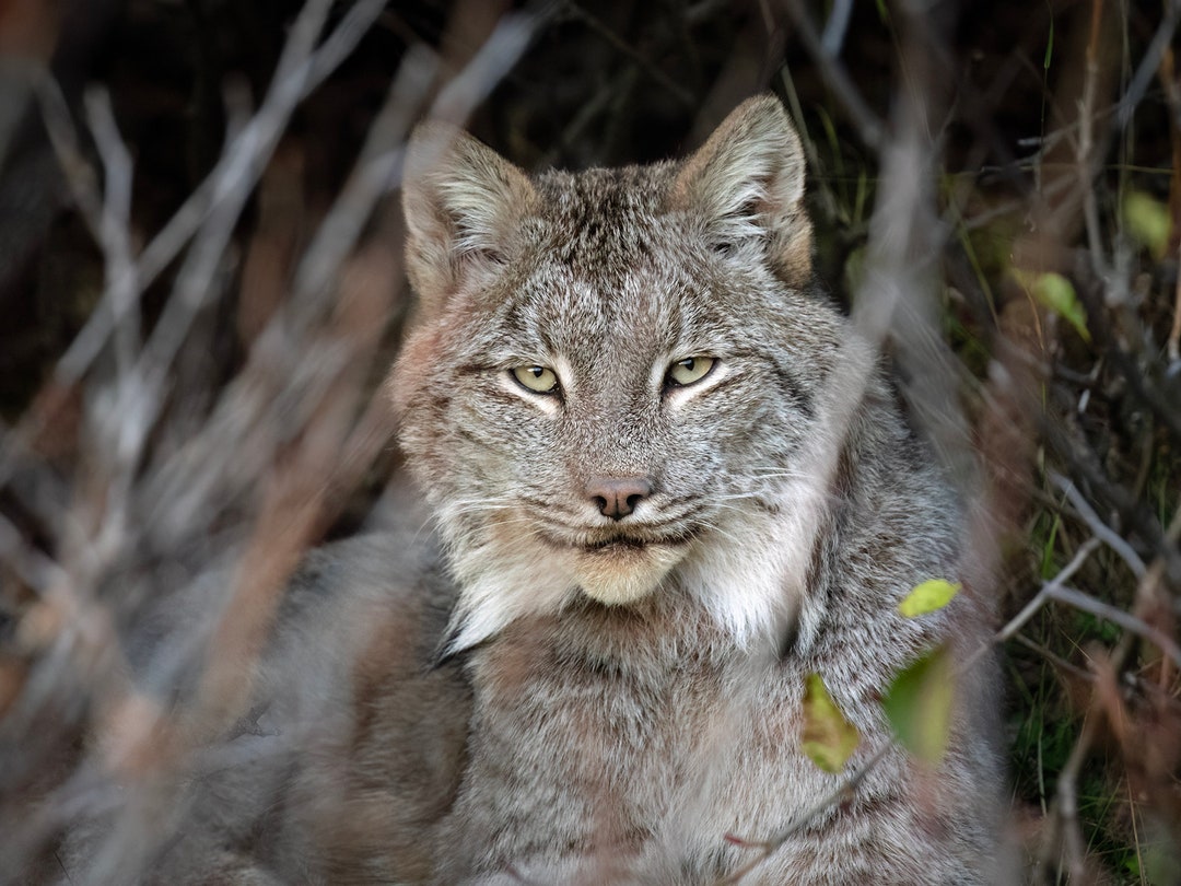 ALASKA LYNX Wildlife Print on Metal, Canvas, or Glossy Paper. Home ...