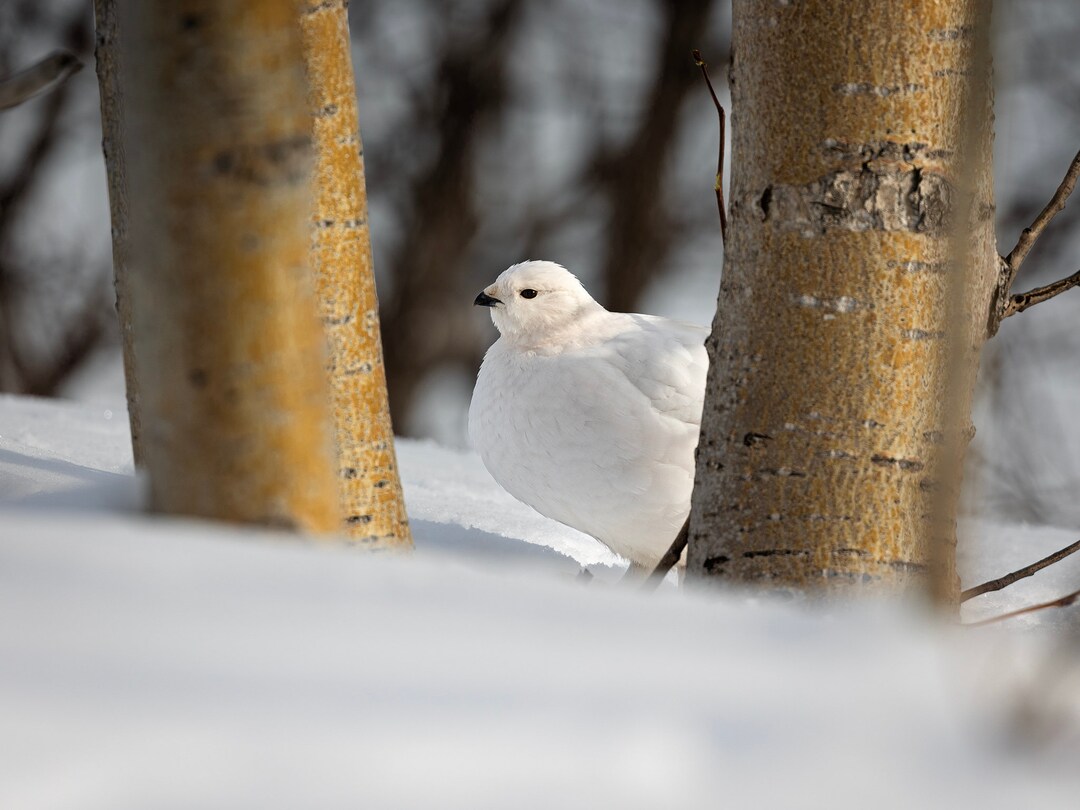 WILLOW PTARMIGAN Alaska Bird Print on Metal, Canvas, or Glossy Paper ...