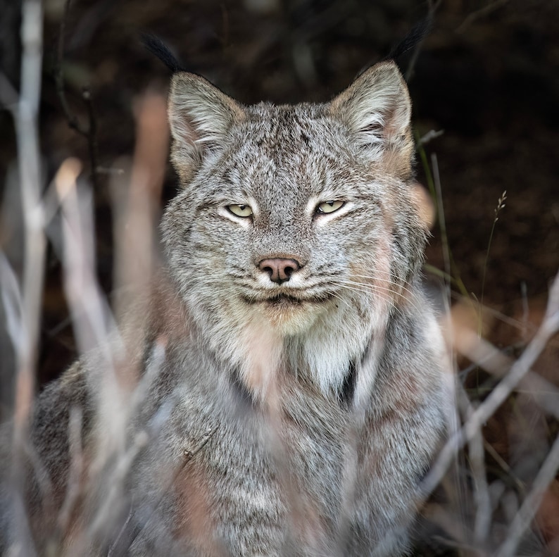 Alaska Lynx Square Format Wildlife Print on Metal, Canvas, or Paper. Choose Size. Home Decor ...