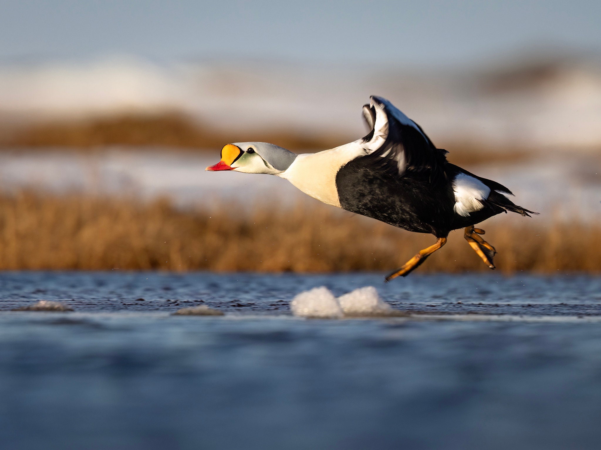 KING EIDER Alaska Bird Print on Metal, Canvas, or Glossy Paper. Home ...
