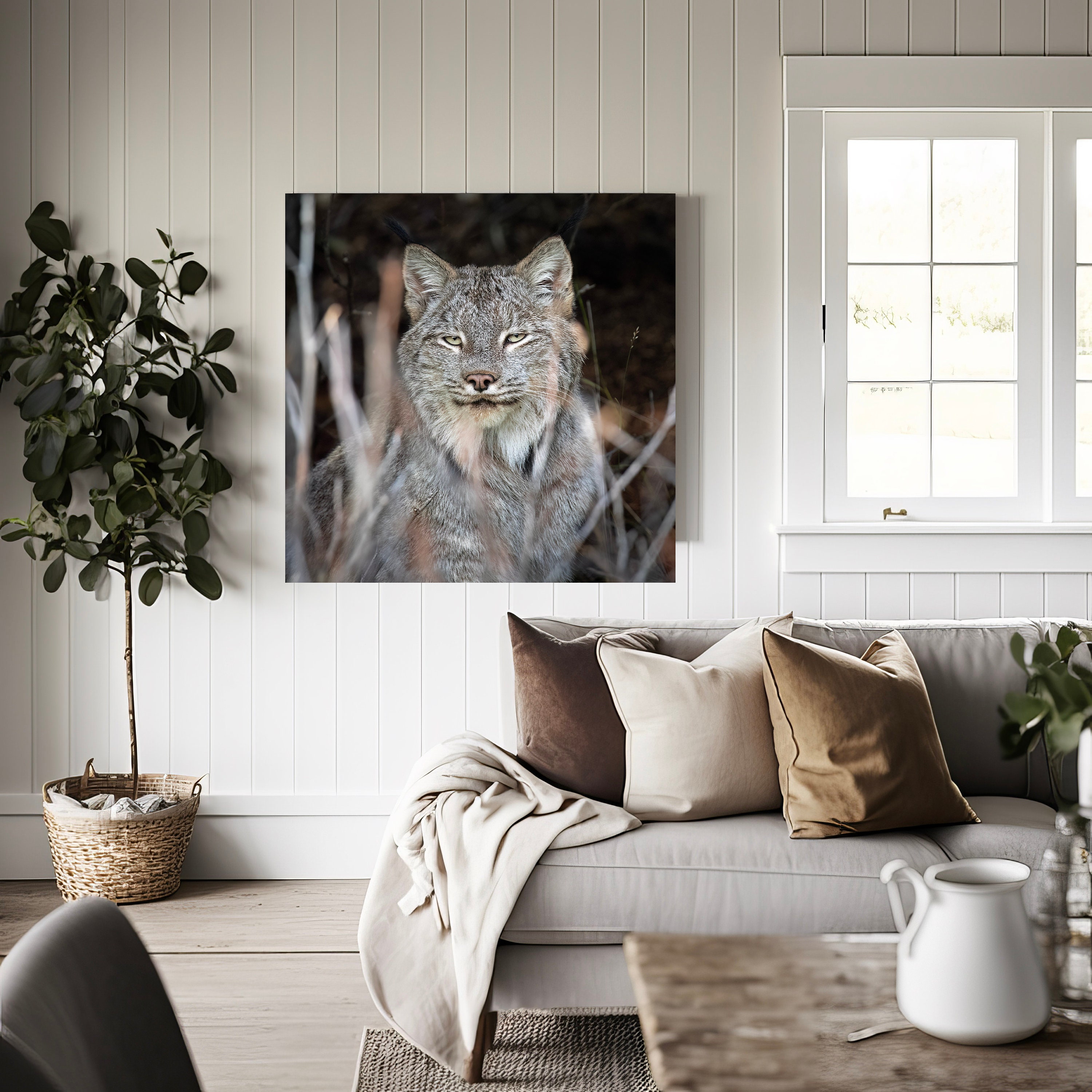 Alaska Lynx Square Format Wildlife Print on Metal, Canvas, or Paper ...