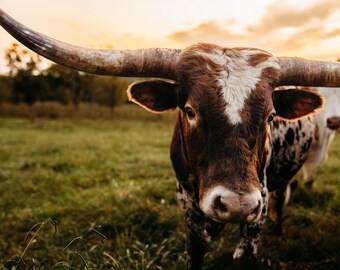 Bull Photography - Etsy