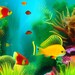 Phone Background Fish, Phone Background Tropical Fish, Tropical Fish ...
