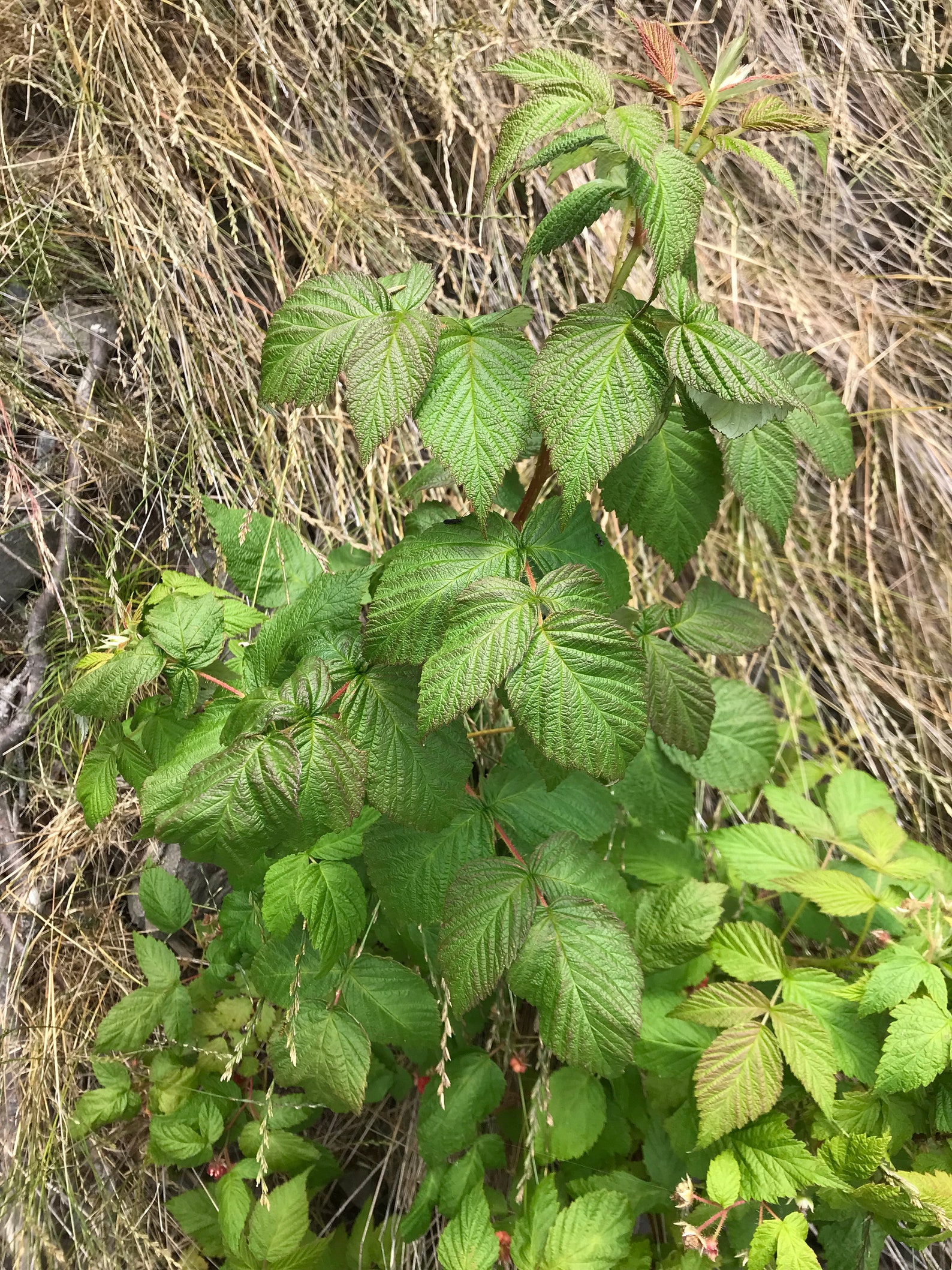 Wild Red Raspberry Leaves (rubus Idaeus) - Wild Whole Leaf - Handpicked ...