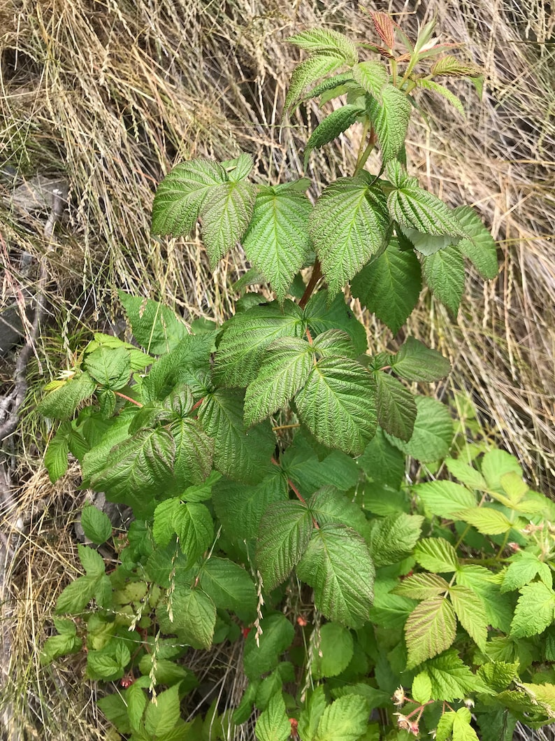 Wild Red Raspberry Leaves (rubus Idaeus) - Wild Whole Leaf - Handpicked ...
