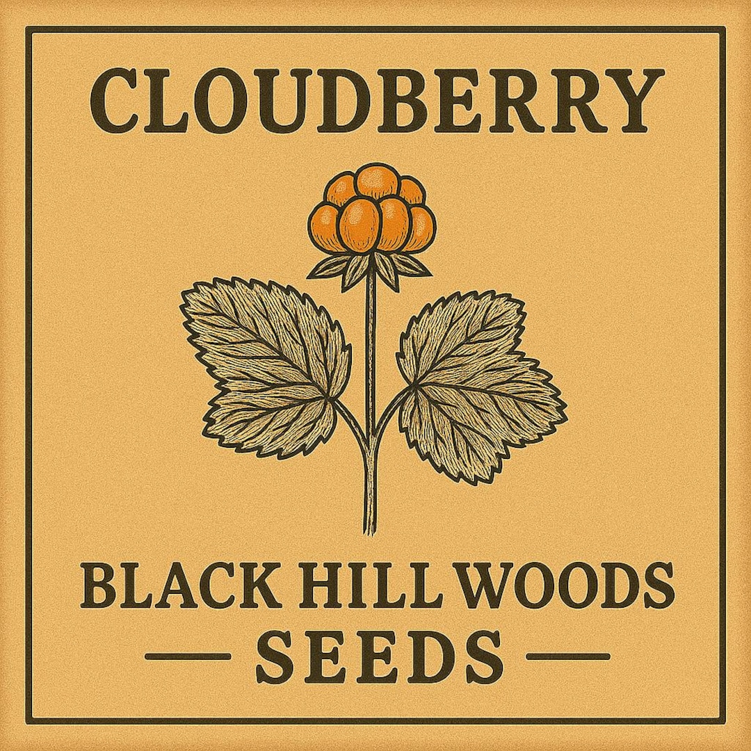Cloudberry Seeds Aka Aqpik, Bakeapple, Nordic Berry, Knoutberry ...