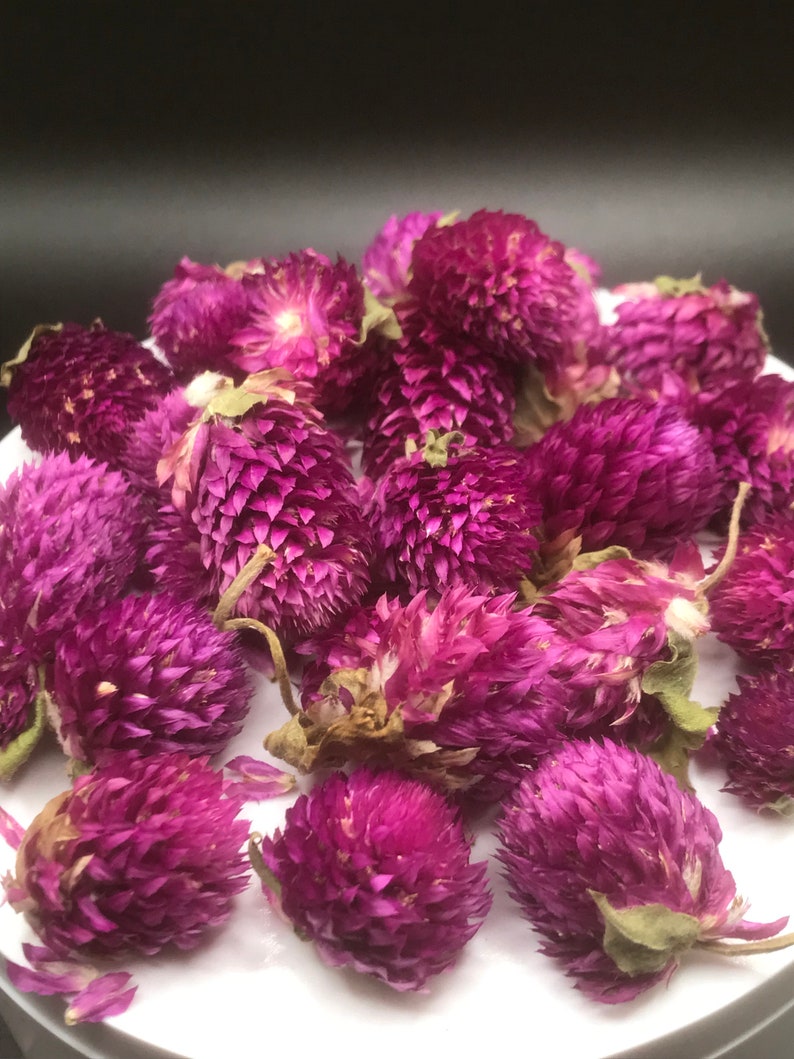 Purple Globe Amaranth Dried Flower - Etsy