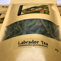 24 Tea Bags - Wild Picked Labrador Tea - From the Rocky Mountains - Etsy