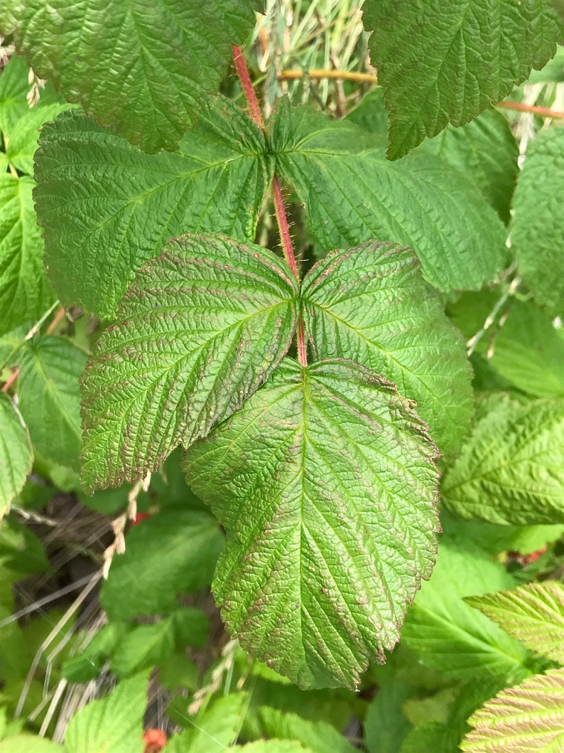 Wild Red Raspberry Leaves (rubus Idaeus) - Wild Whole Leaf - Handpicked ...