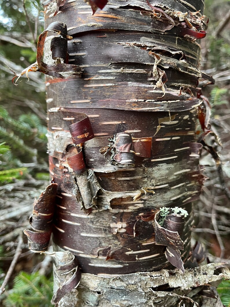 Organic Birch Bark Herbal Tea: Wild Harvest Newfoundland Tea Leaves - Etsy