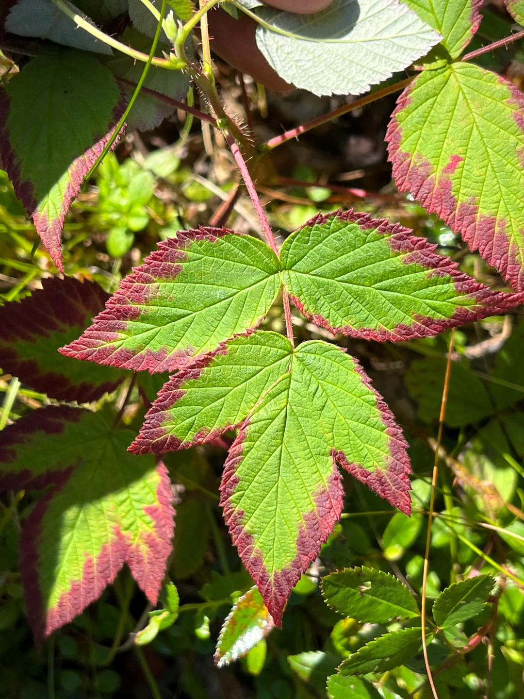 Wild Red Raspberry Leaves (rubus Idaeus) - Wild Whole Leaf - Handpicked ...