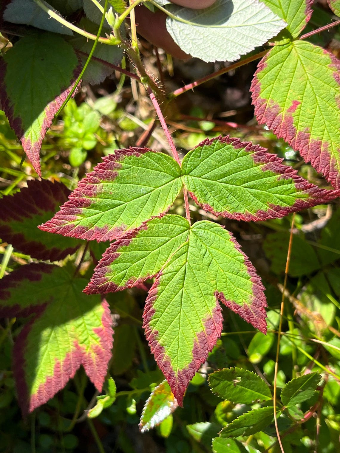 Wild Red Raspberry Leaves (rubus Idaeus) - Wild Whole Leaf - Handpicked ...
