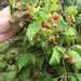Wild Red Raspberry Leaves (rubus Idaeus) - Wild Whole Leaf - Handpicked ...
