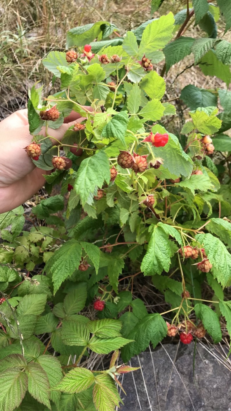 Aged 2021 Wild Red Raspberry Leaves rubus Idaeus Wild Whole Leaf ...