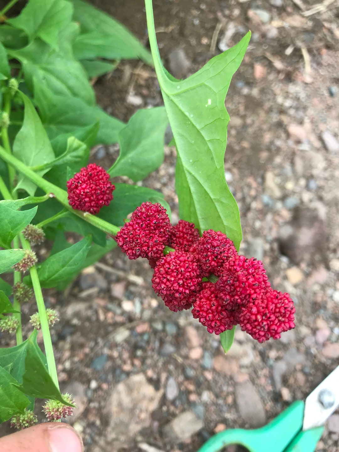 Strawberry Spinach Seeds - (blitum Capitatum, Syn. Chenopodium ...