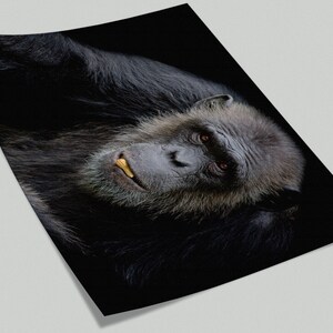 Chimpanzee Portrait, Old Chimpanzee Wall Poster, Chimpanzee Mural, Old ...