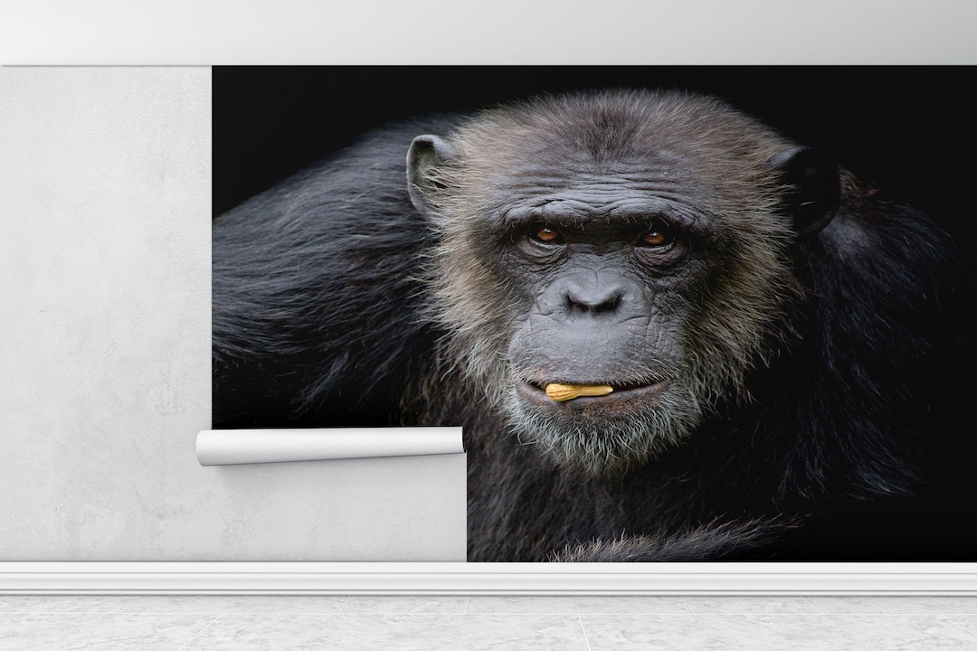 Chimpanzee Portrait, Old Chimpanzee Wall Poster, Chimpanzee Mural, Old ...