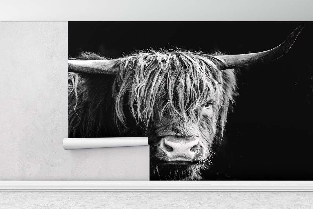 Bull, Cow Wall Paper, Scottish Highland Cattle Wall Mural, Wildlife ...