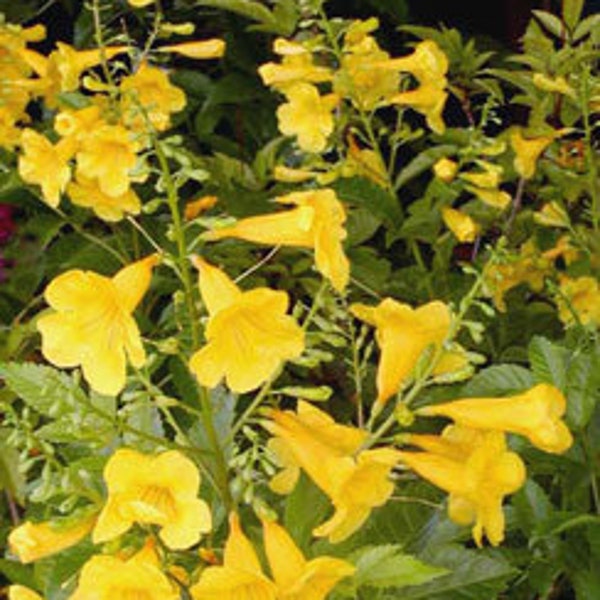 Yellow Bell Plant - Etsy