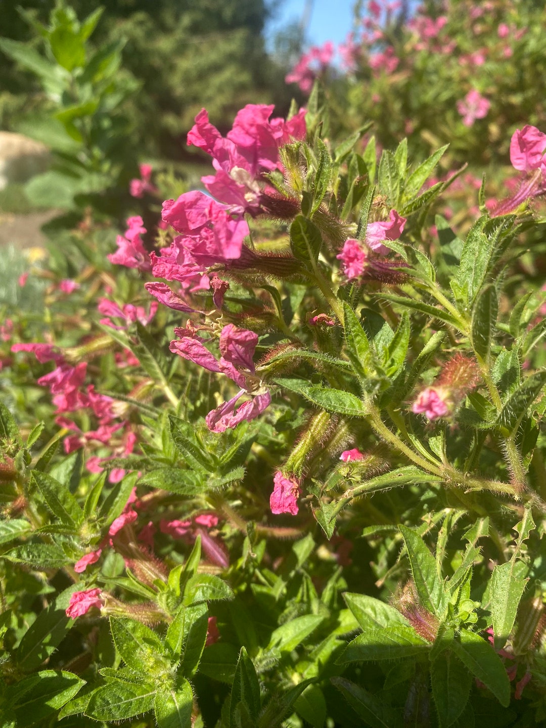 Cuphea 25 Seeds pink Sriracha - Etsy