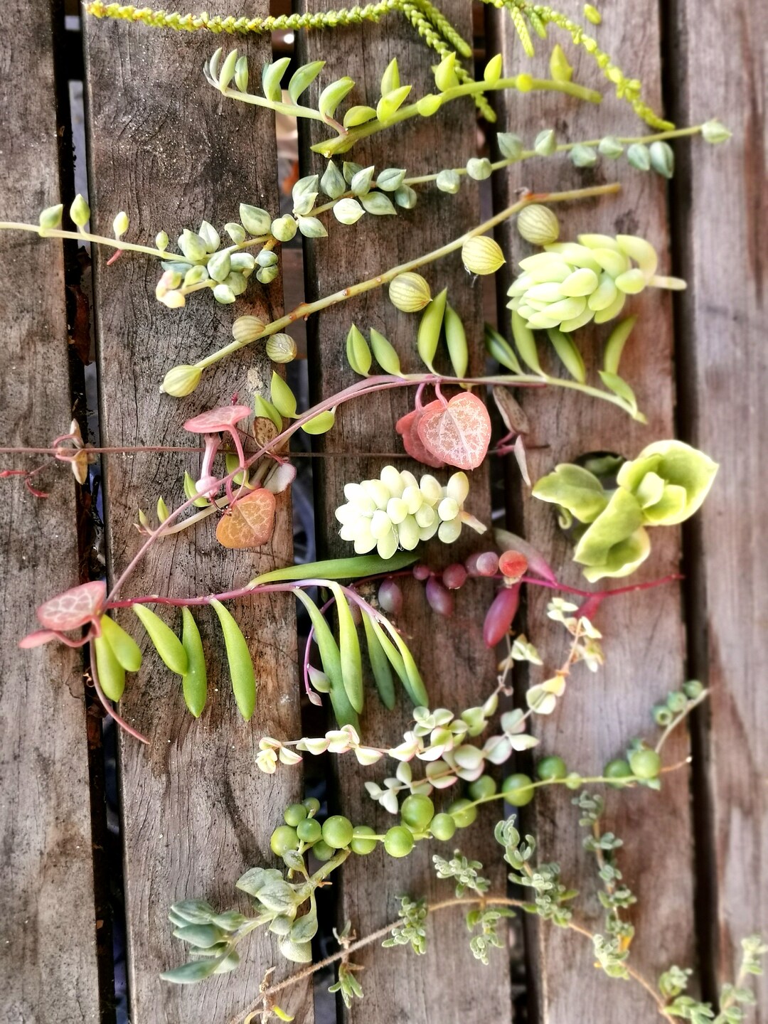 20 Trailing Succulent Cuttings, String Pack, Minimum 12 Varieties ...
