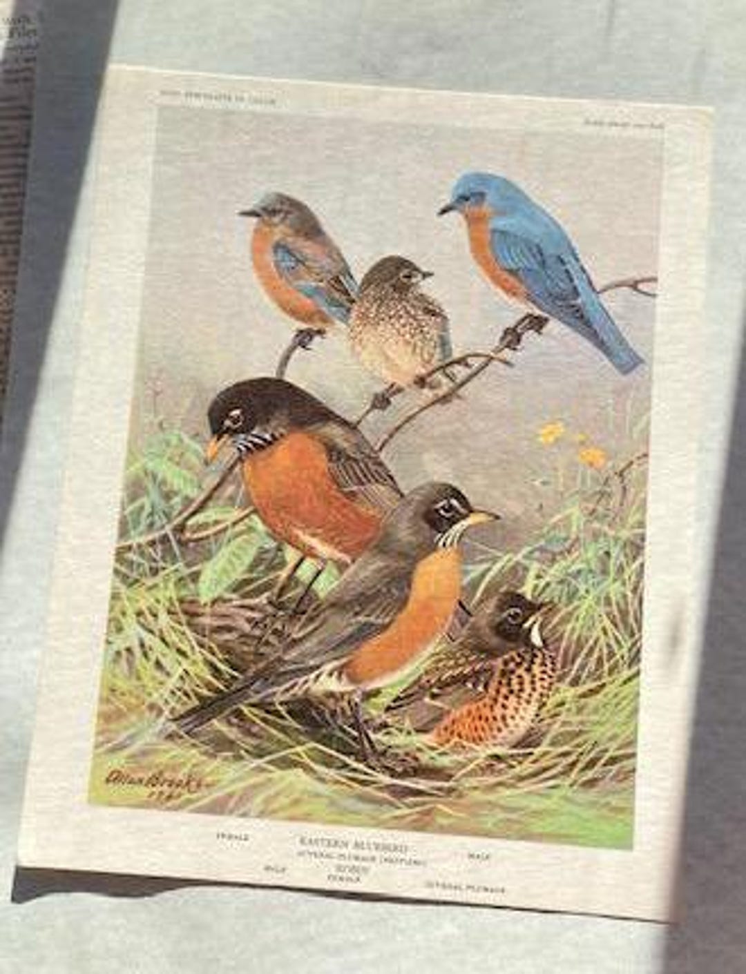 American ROBIN, EASTERN BLUEBIRD Allan Brooks 1960 Bird Ornithology ...