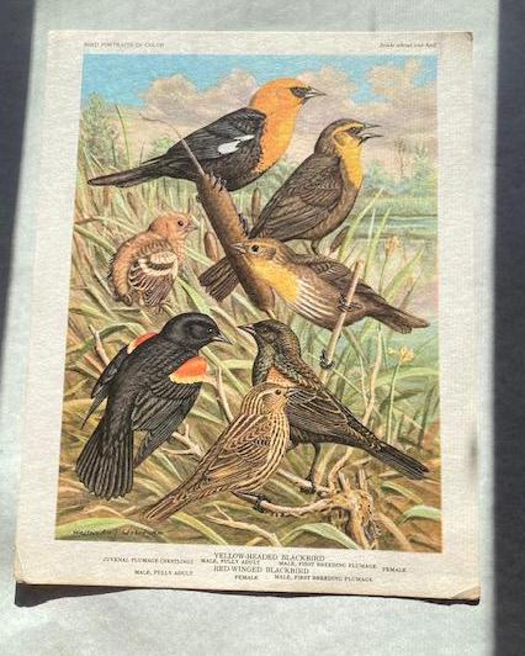 Yellow-head, Red-wing BLACKBIRD Walter Alois Weber 1960 Bird ...