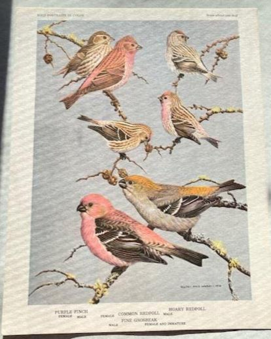 PURPLE FINCH Common Hoary Redpoll Pine GROSBEAK, Walter Alois Weber ...