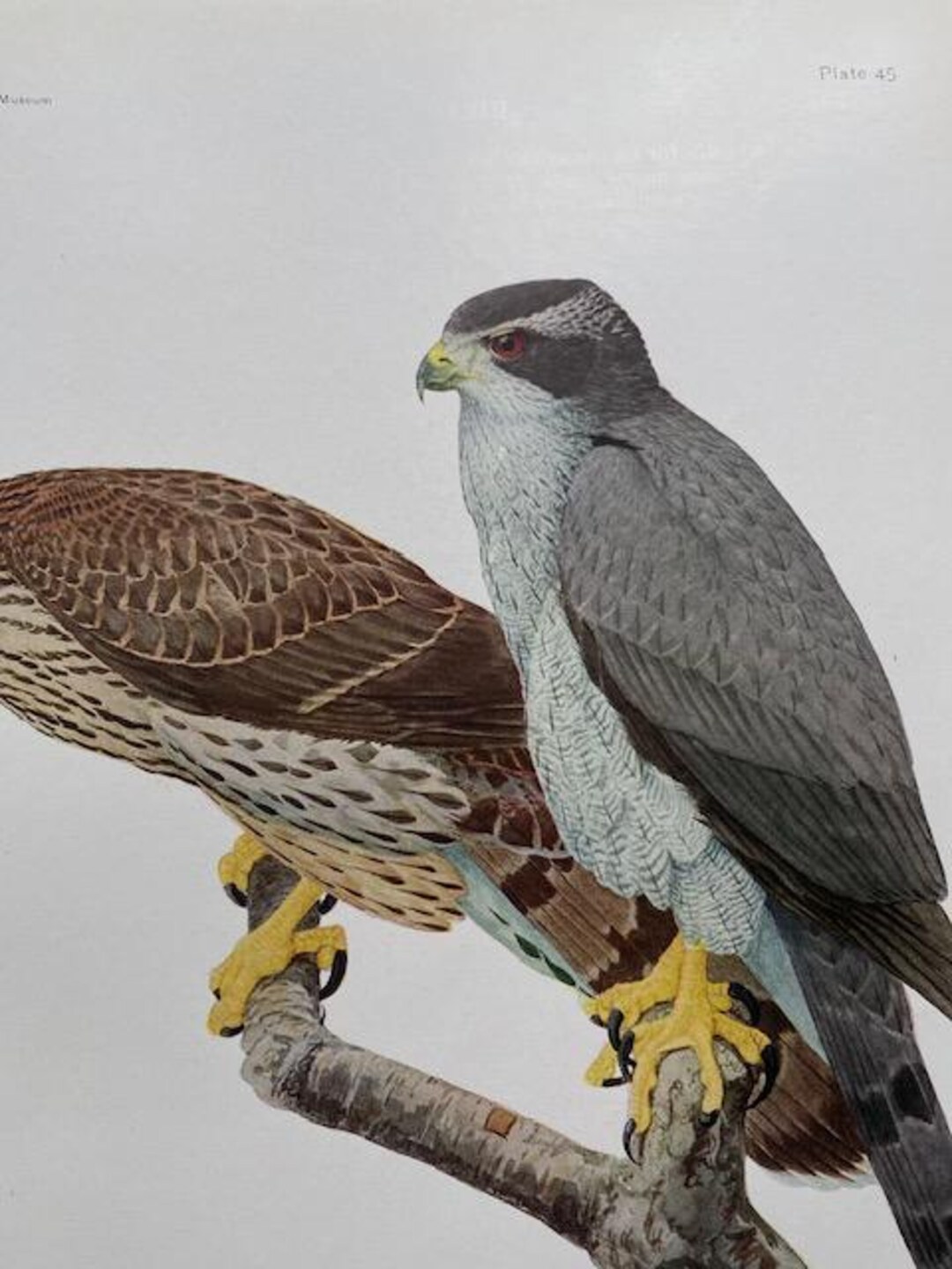 GOSHAWK Goshawks Louis Agassiz Fuertes 1917 Bird Ornithology Vintage ...