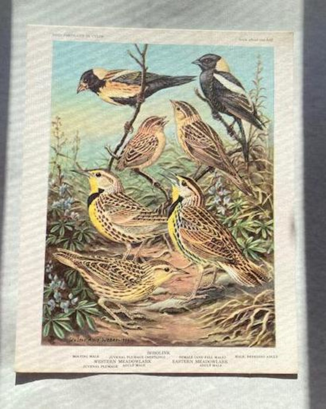 WESTERN Eastern MEADOWLARK BOBOLINK Walter Alois Weber 1960 Bird ...