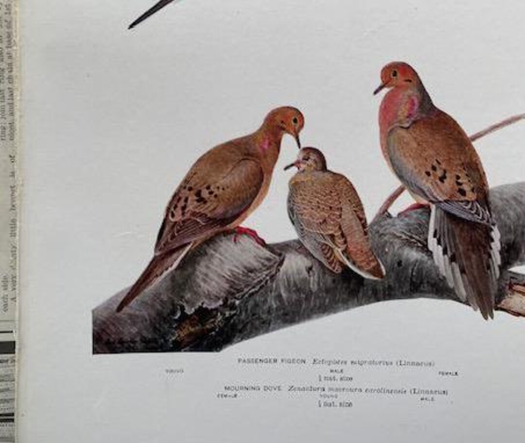 PASSENGER PIGEON Mourning DOVE Louis Agassiz Fuertes 1917 Bird ...