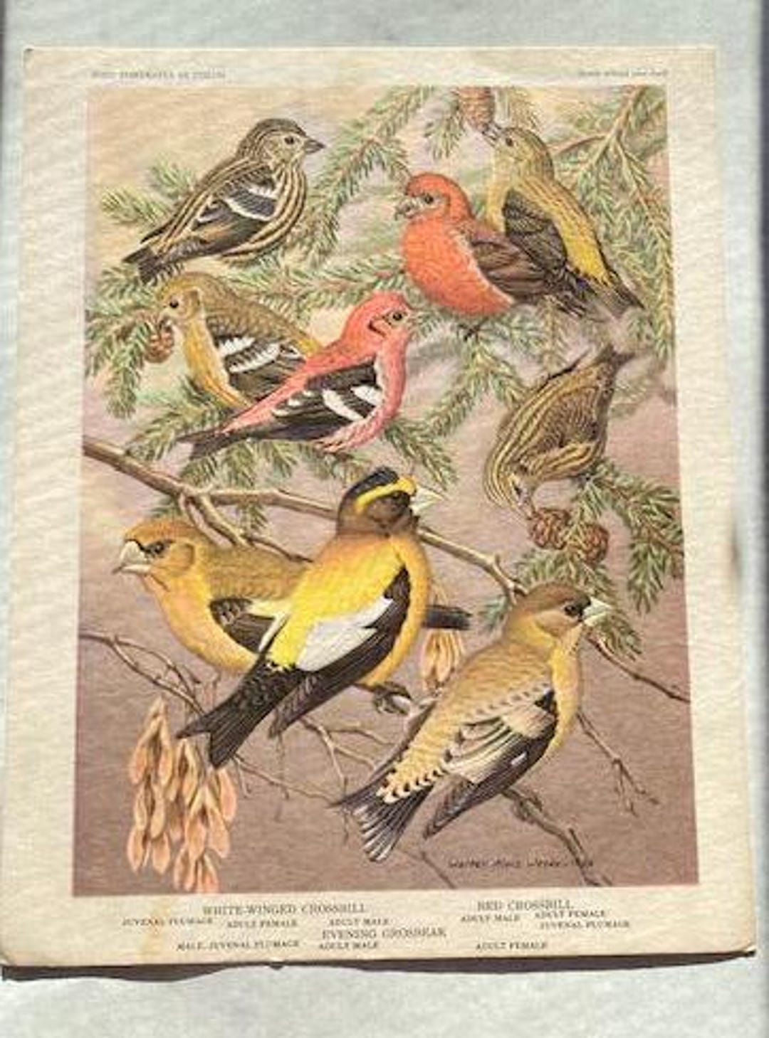 White-winged, Red Crossbills EVENING GROSBEAK Walter Alois Weber 1960 ...