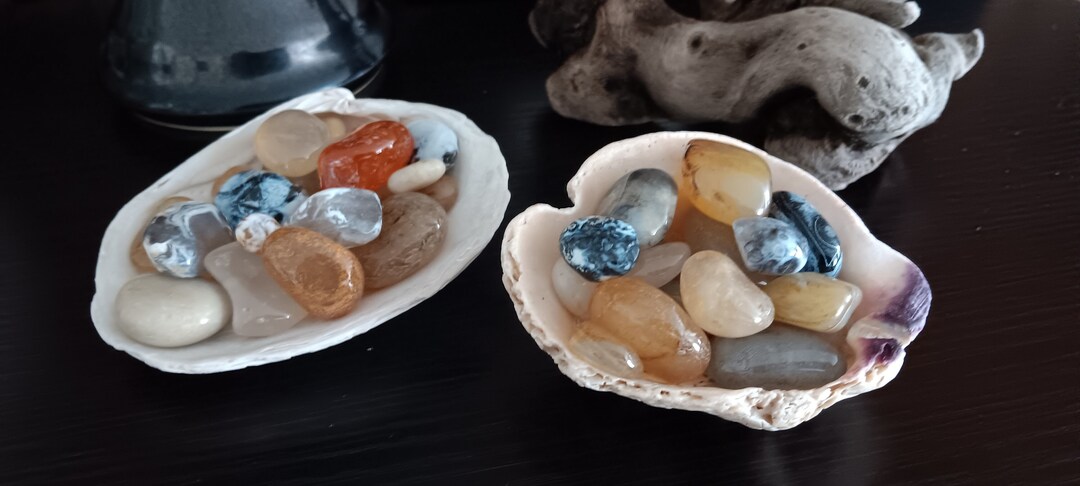 TWO Beautiful Seashells Full of Stunning Highly Polished Agates ...