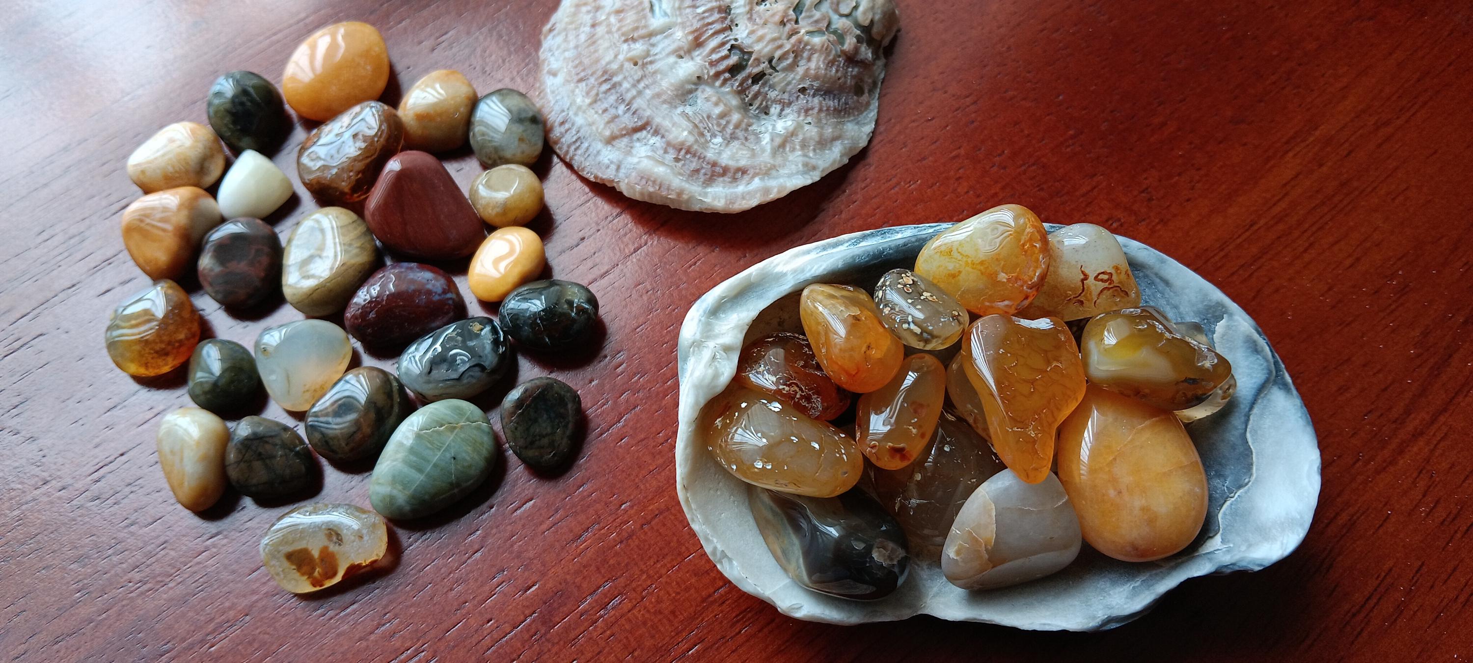 Oregon Coast Agates in Seashells: Polished Gemstone Collection - Etsy