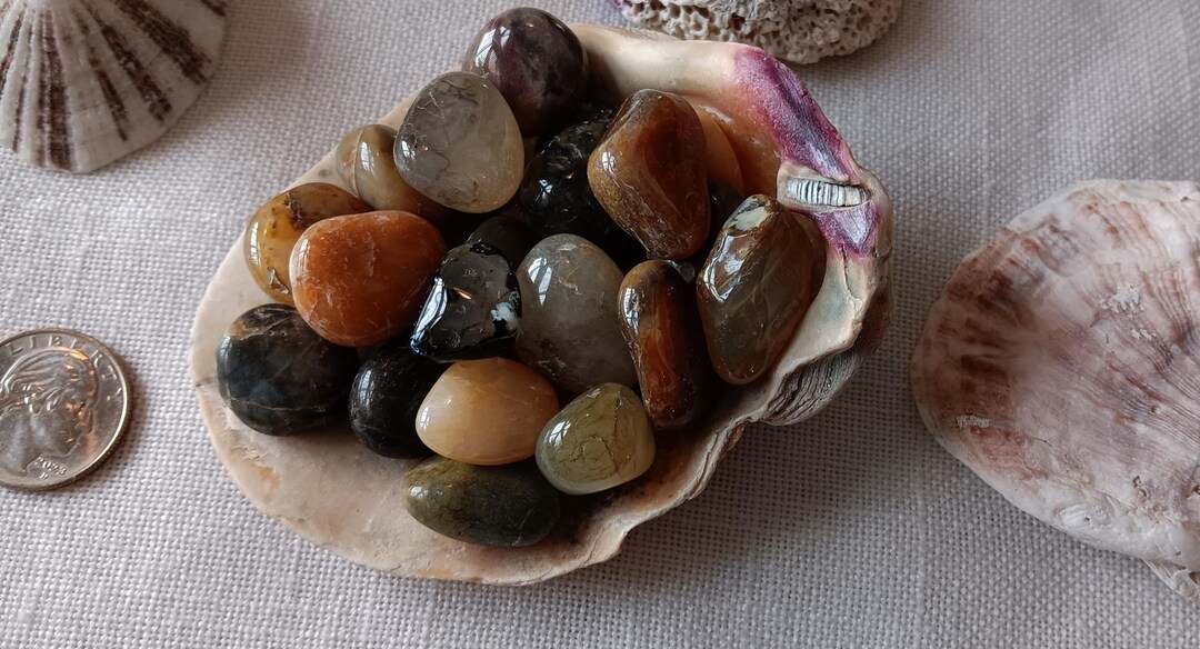 Oregon Polished Agates and Beach Rocks in Natural Shell - Etsy