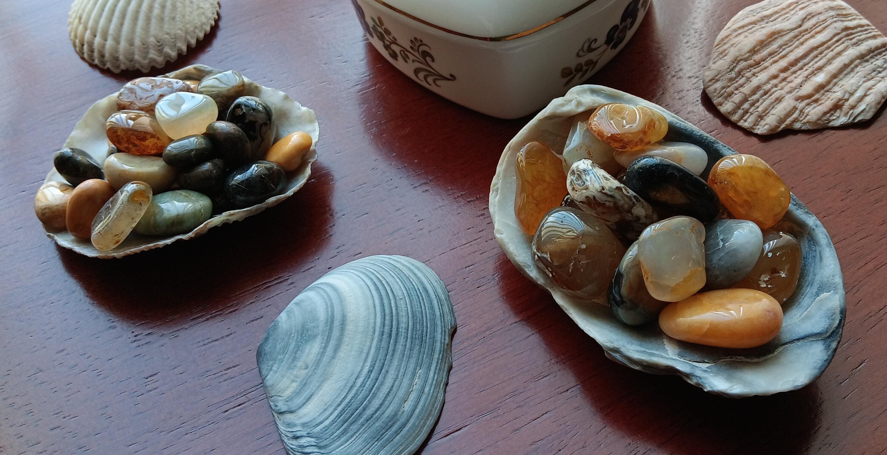 Oregon Coast Agates in Seashells: Polished Gemstone Collection - Etsy