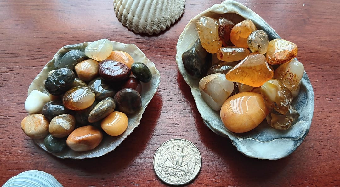 Oregon Coast Agates in Seashells: Polished Gemstone Collection - Etsy