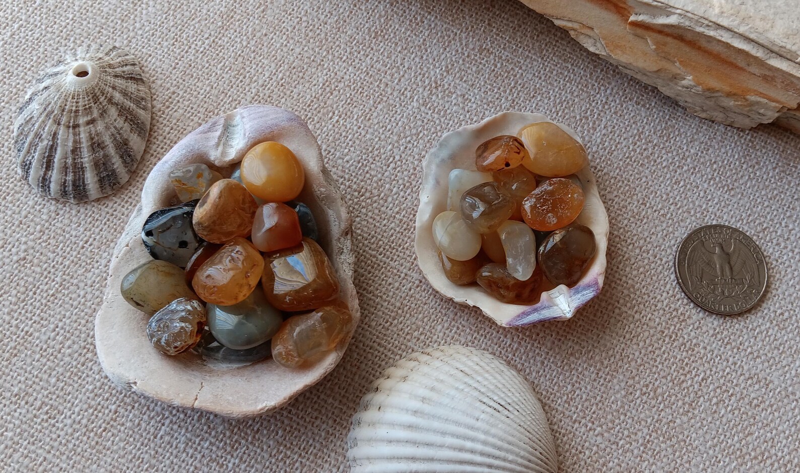 Oregon Coast Agates in Seashells: Polished Gemstone Collection - Etsy