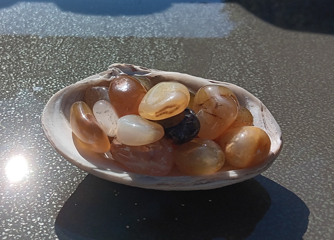 Beautiful Seashell Full of Stunning Agates, Perfect Gift, Natural ...