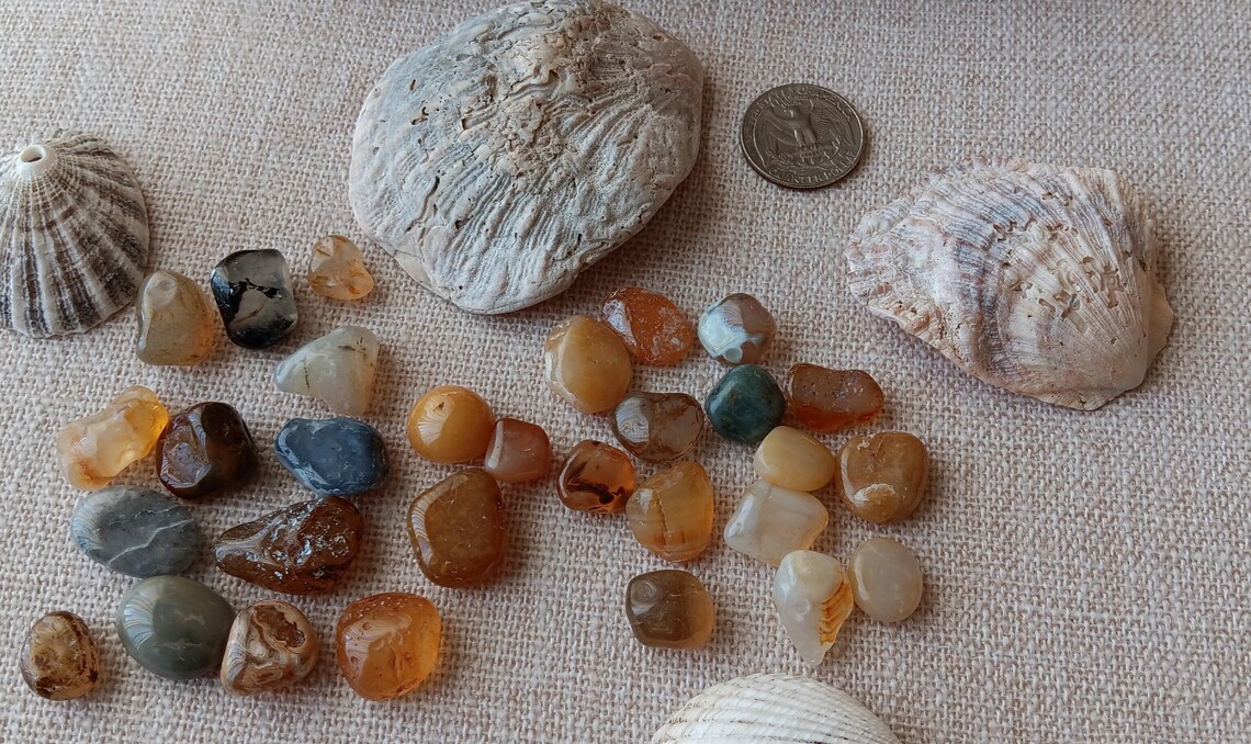 Oregon Coast Agates in Seashells: Polished Gemstone Collection - Etsy