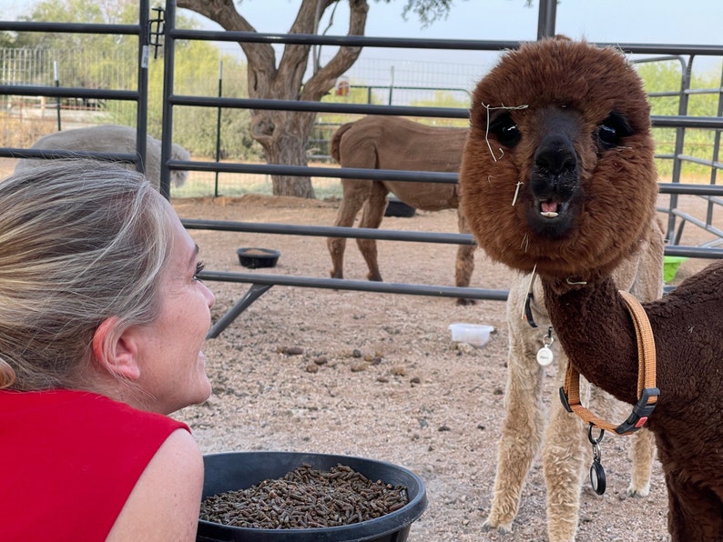 100% All Natural Alpaca Poop! A Garden's Best Friend! Best Fertilizer ...